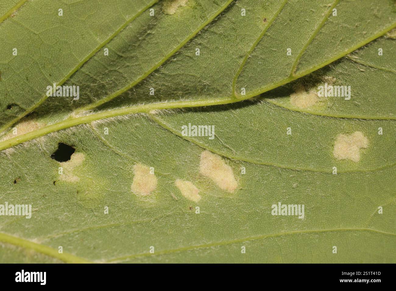Sycamore Felt Gall Mite (Aceria pseudoplatani Stock Photo - Alamy