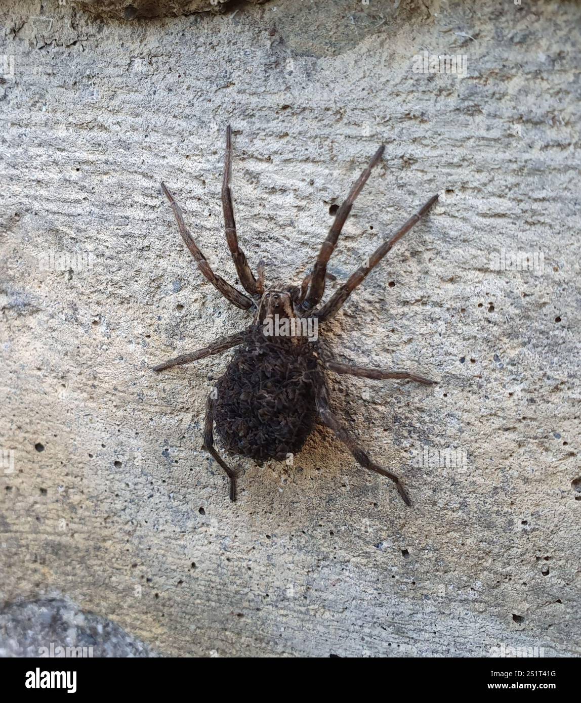 Radiated Wolf Spider (Hogna radiata Stock Photo - Alamy