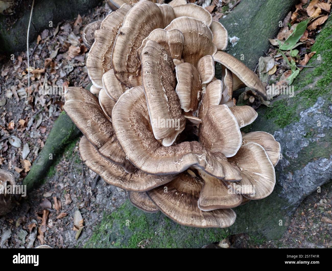 shelf fungi (Polyporales Stock Photo - Alamy