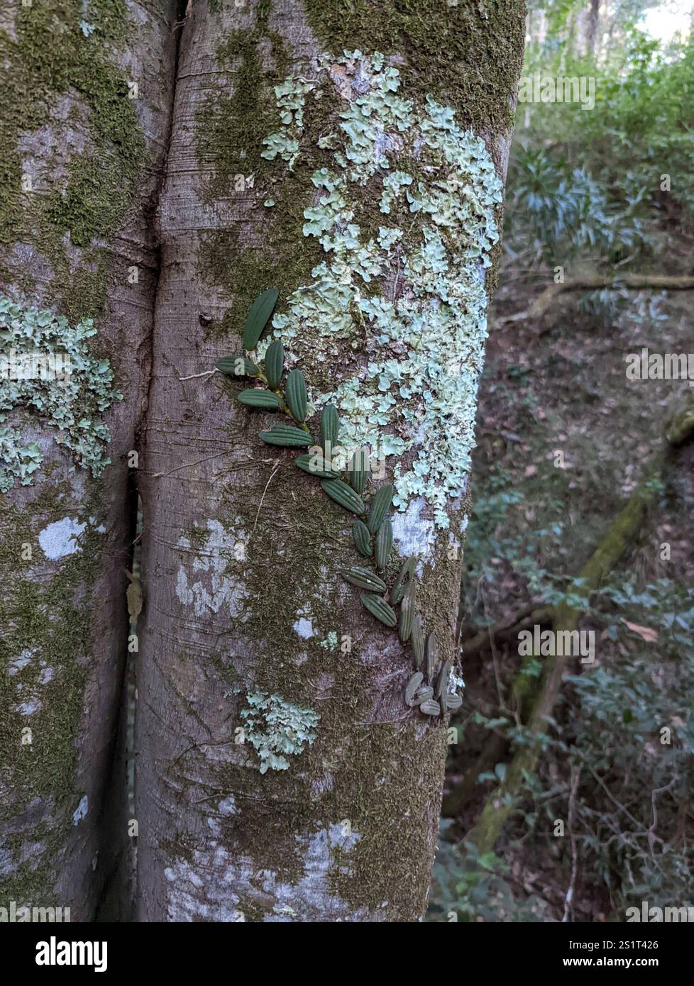 tongue orchid (Dendrobium linguiforme Stock Photo - Alamy