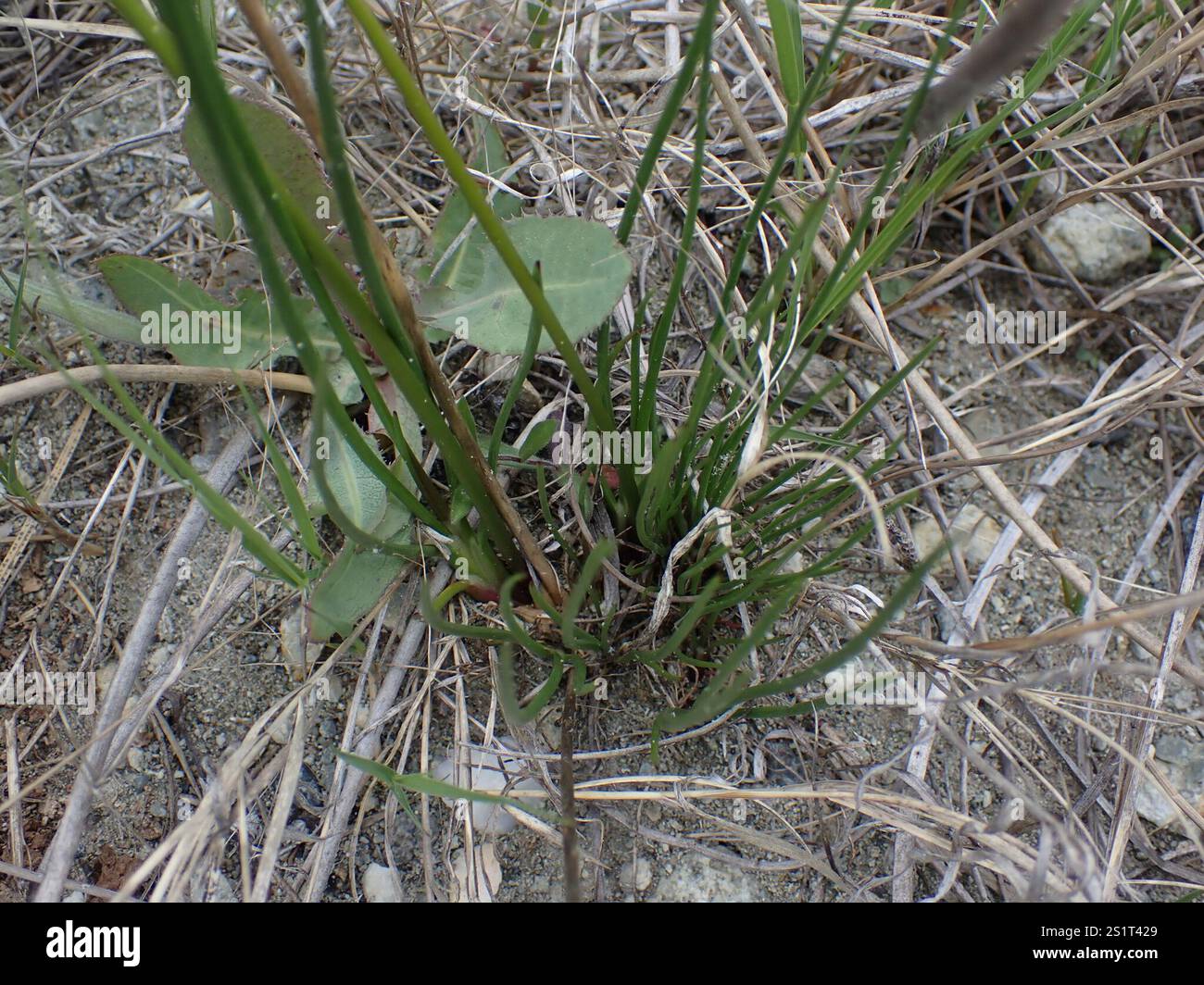 common arrowgrass (Triglochin maritima Stock Photo - Alamy
