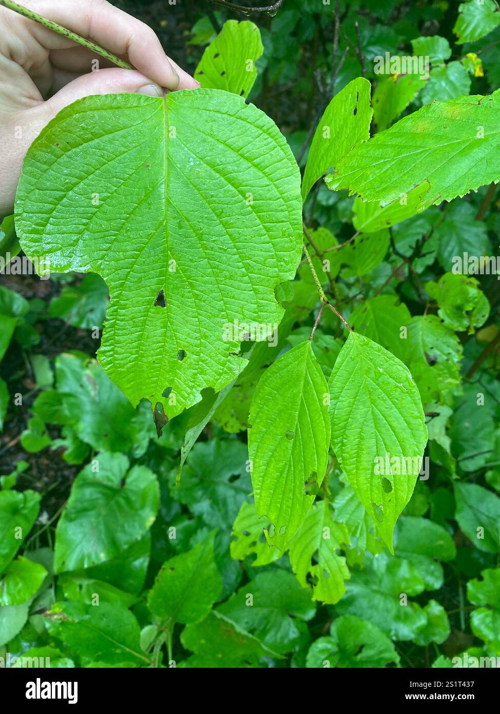 Round-leaved Dogwood (Cornus rugosa Stock Photo - Alamy