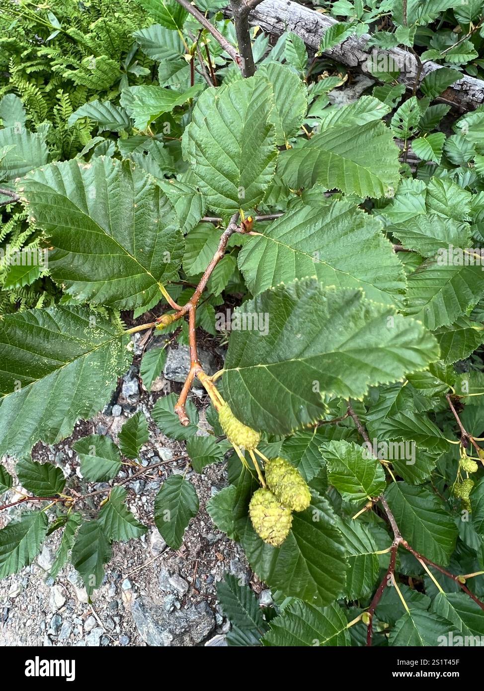 Sitka Alder (Alnus alnobetula sinuata Stock Photo - Alamy