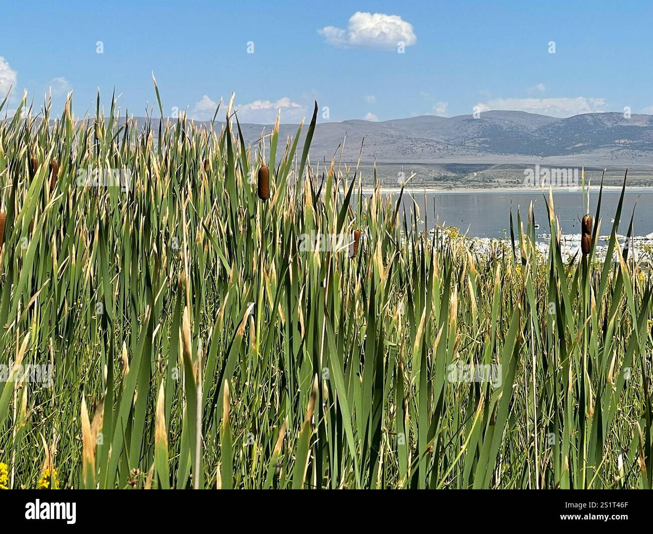 broadleaf cattail (Typha latifolia Stock Photo - Alamy
