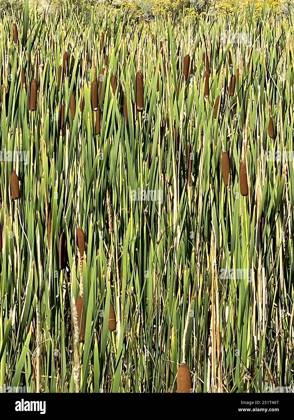 broadleaf cattail (Typha latifolia Stock Photo - Alamy