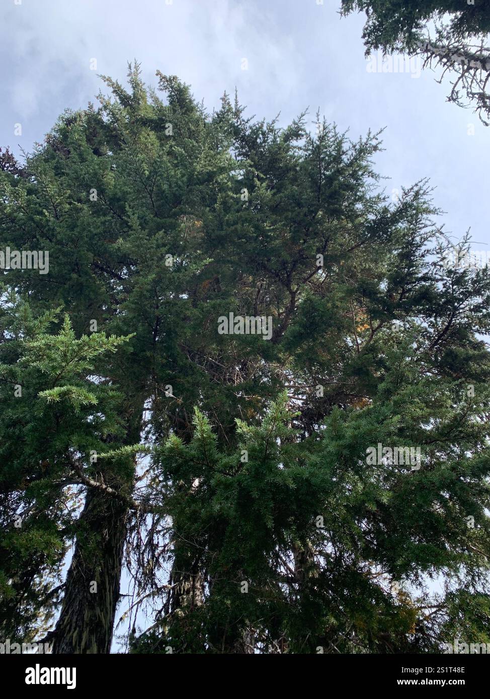 mountain hemlock (Tsuga mertensiana Stock Photo - Alamy