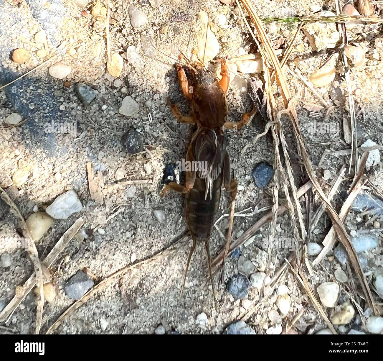 Northern Mole Cricket (Neocurtilla hexadactyla Stock Photo - Alamy