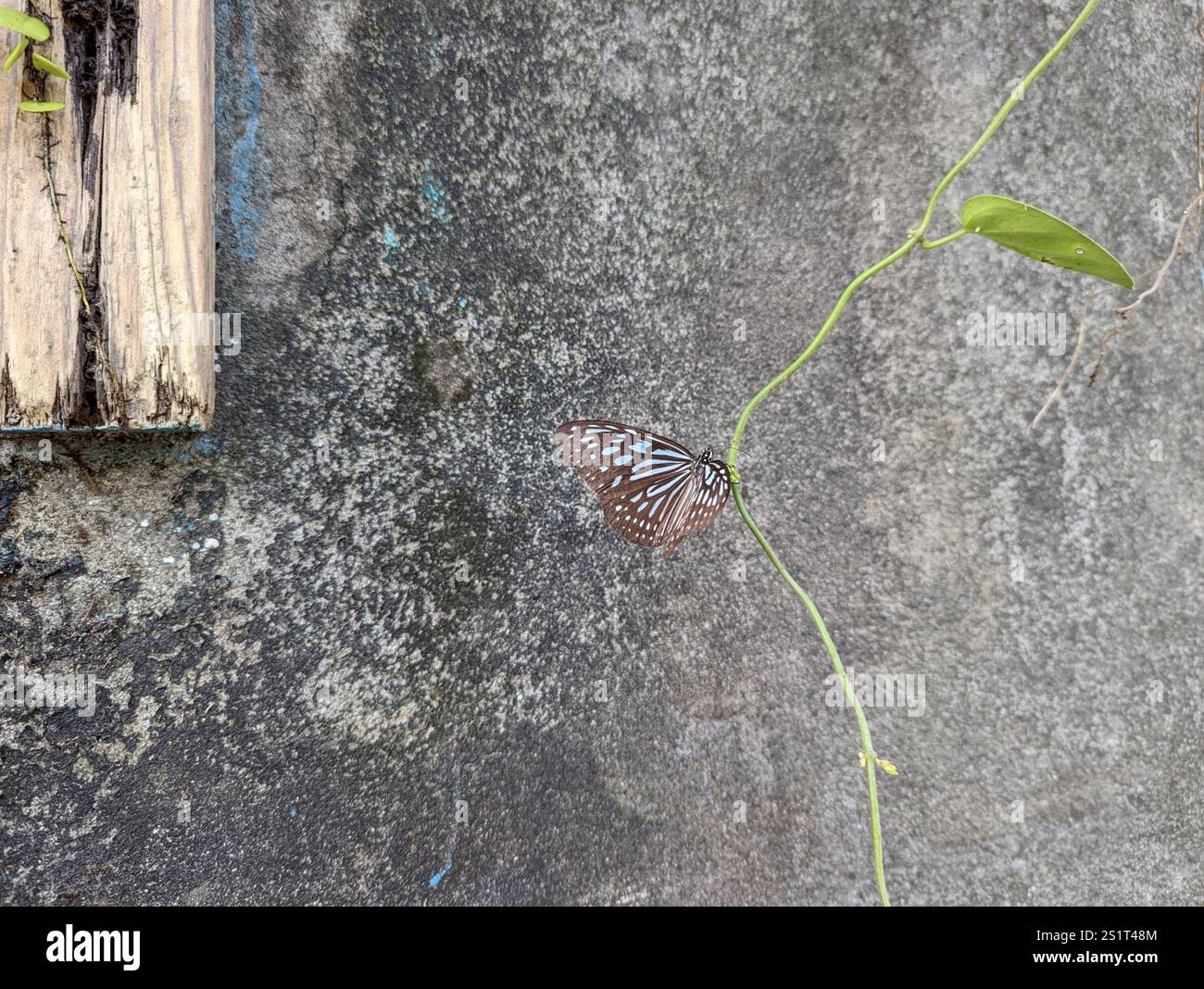 Ceylon Blue Glassy Tiger (Ideopsis similis Stock Photo - Alamy