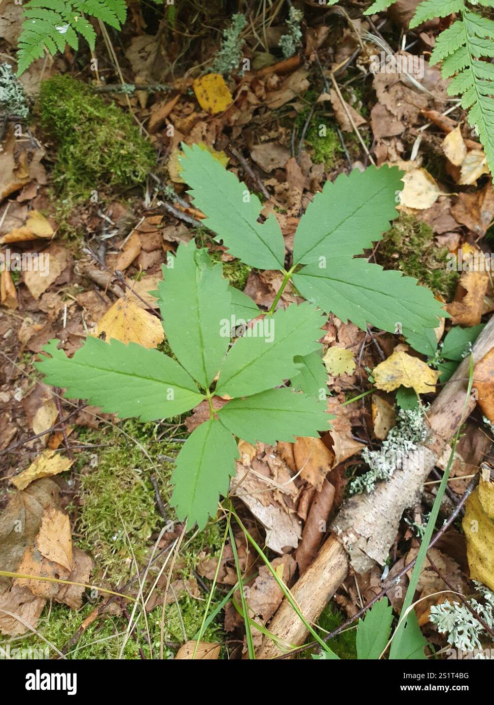 marsh cinquefoil (Comarum palustre Stock Photo - Alamy