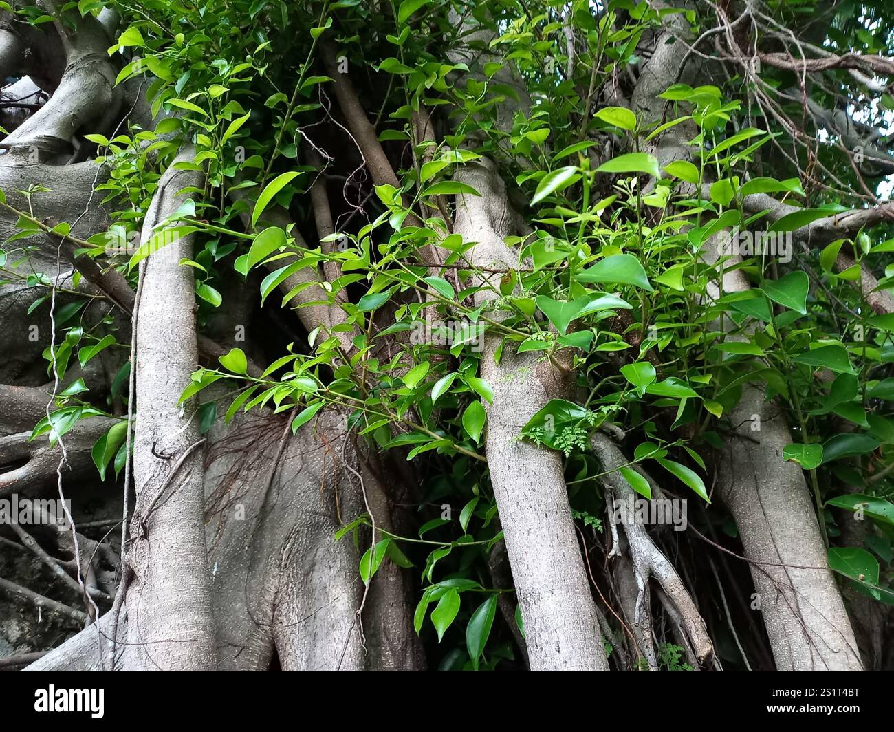 Chinese banyan (Ficus microcarpa Stock Photo - Alamy