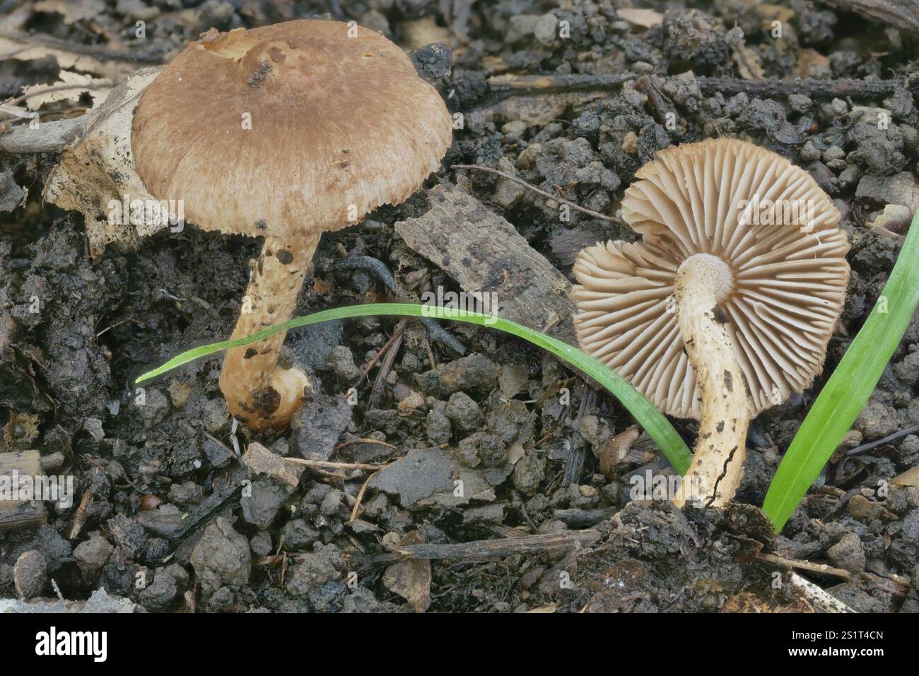 Fibercaps and Allies (Inocybaceae Stock Photo - Alamy