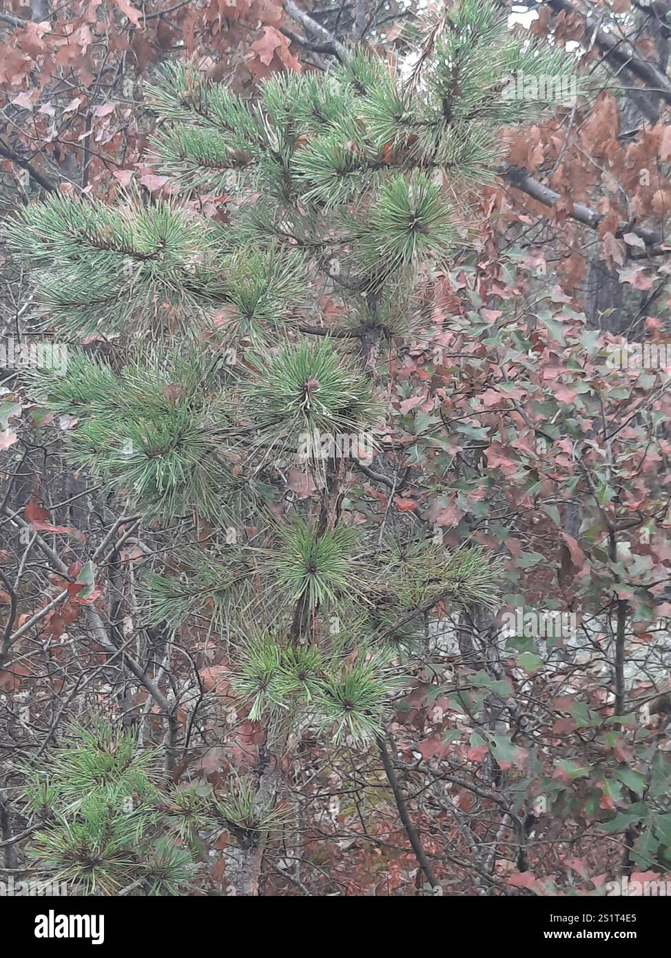 pitch pine (Pinus rigida Stock Photo - Alamy