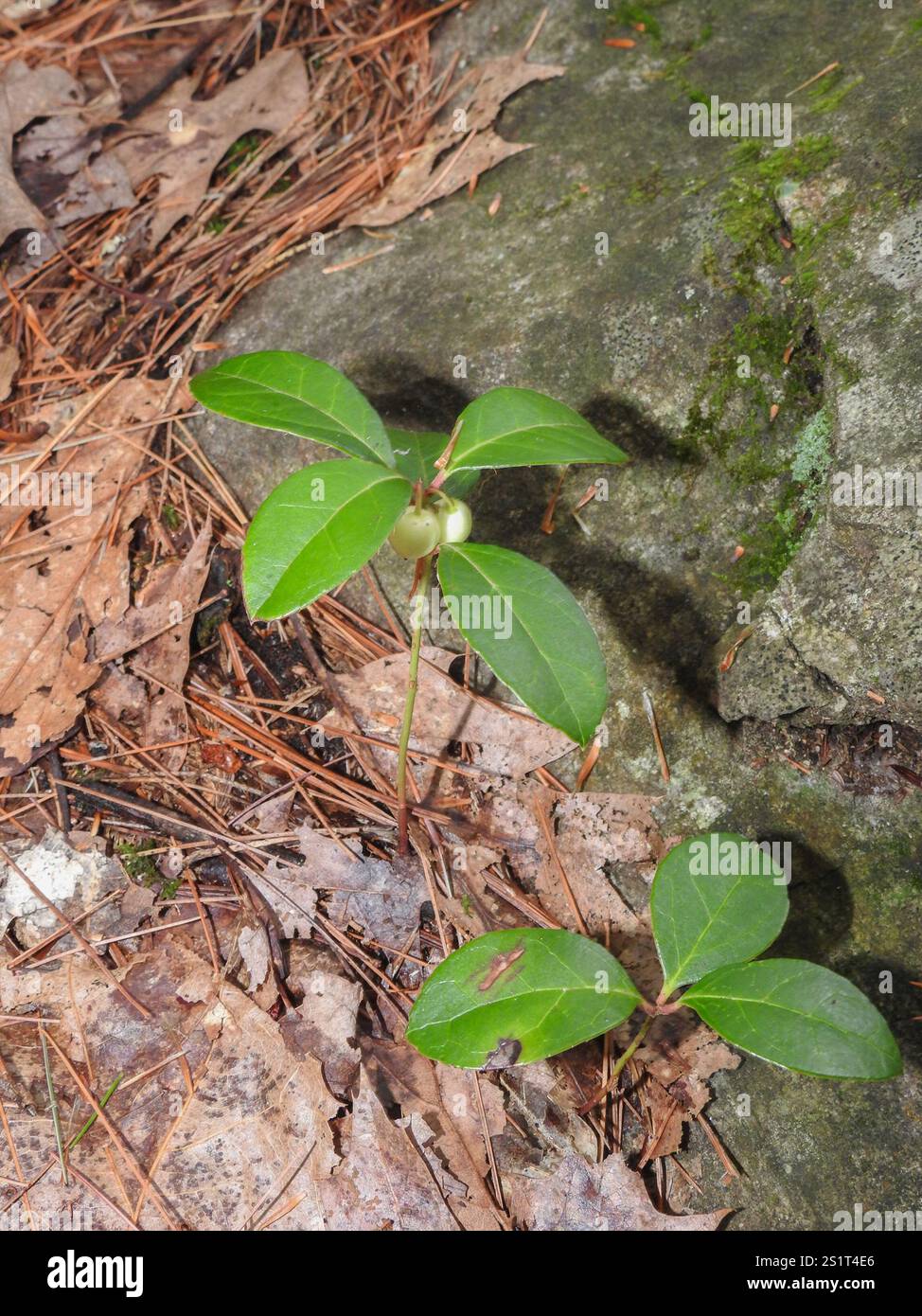 Eastern Teaberry (Gaultheria procumbens Stock Photo - Alamy