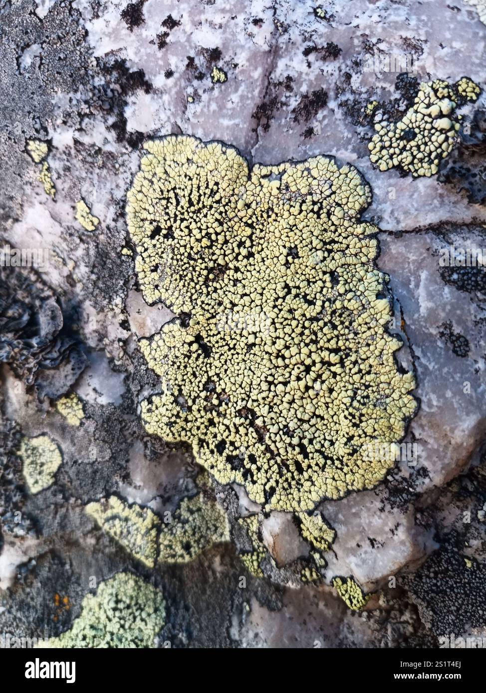 yellow map lichen (Rhizocarpon geographicum Stock Photo - Alamy