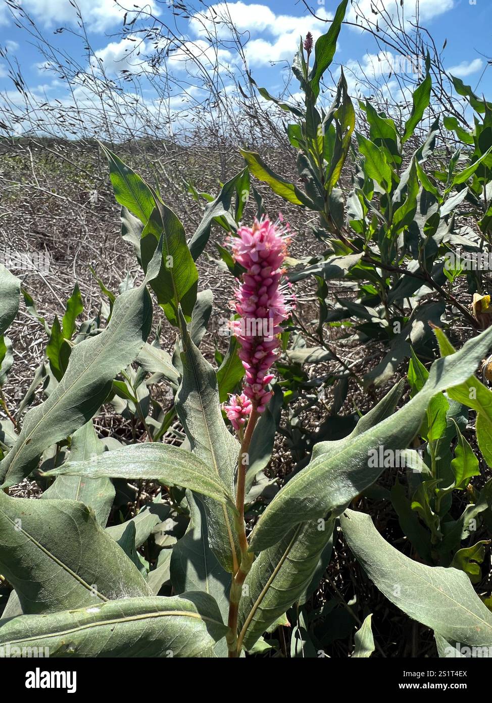 longroot smartweed (Persicaria amphibia emersa Stock Photo - Alamy