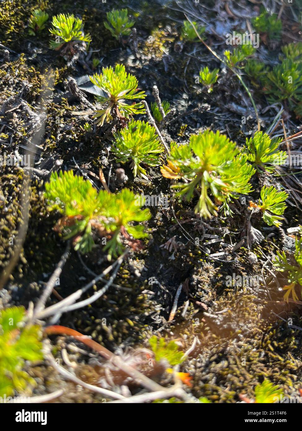 Partridgefoot (Luetkea pectinata Stock Photo - Alamy