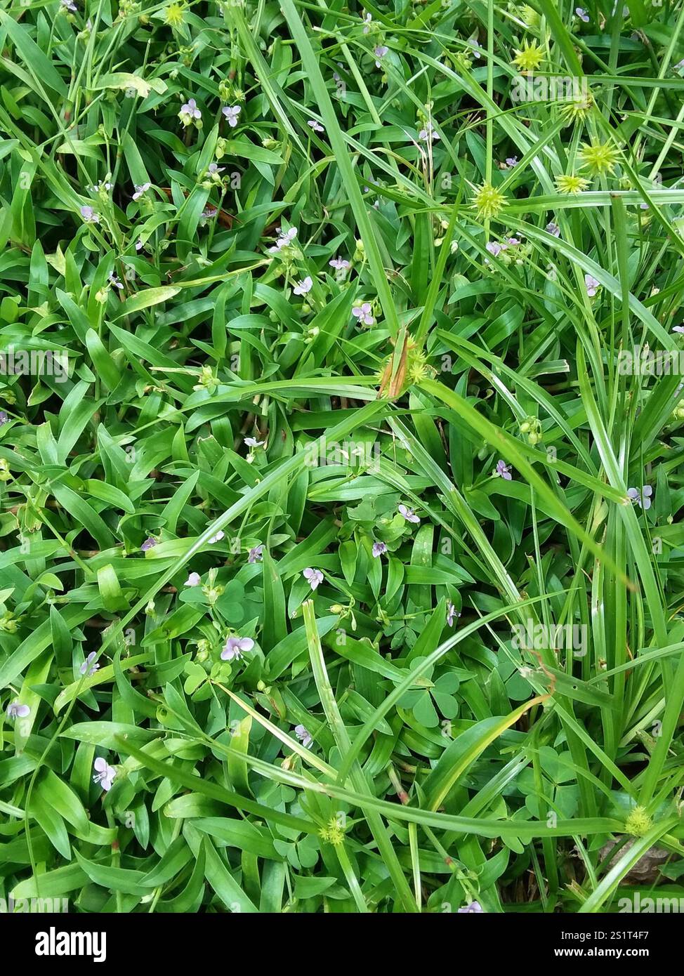 Baldwin's Flatsedge (Cyperus croceus Stock Photo - Alamy