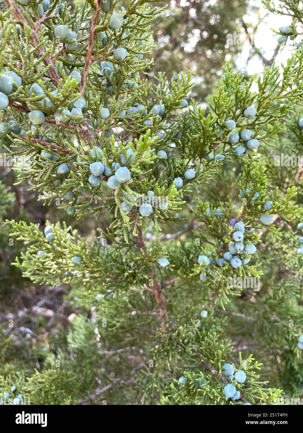 Ashe juniper (Juniperus ashei Stock Photo - Alamy