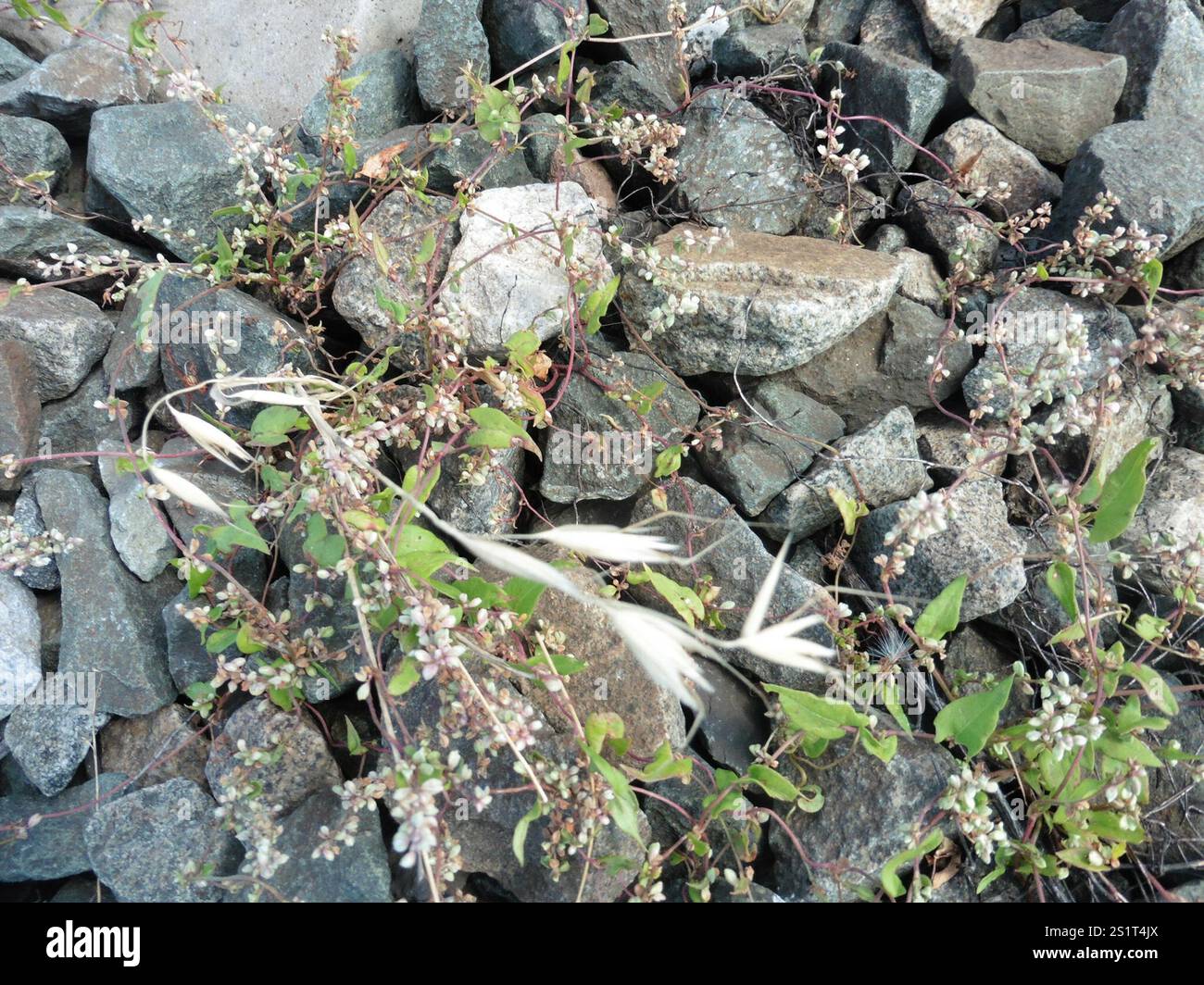 wild oat (Avena fatua Stock Photo - Alamy