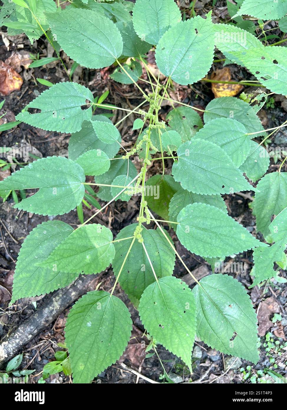 false nettle (Boehmeria cylindrica Stock Photo - Alamy