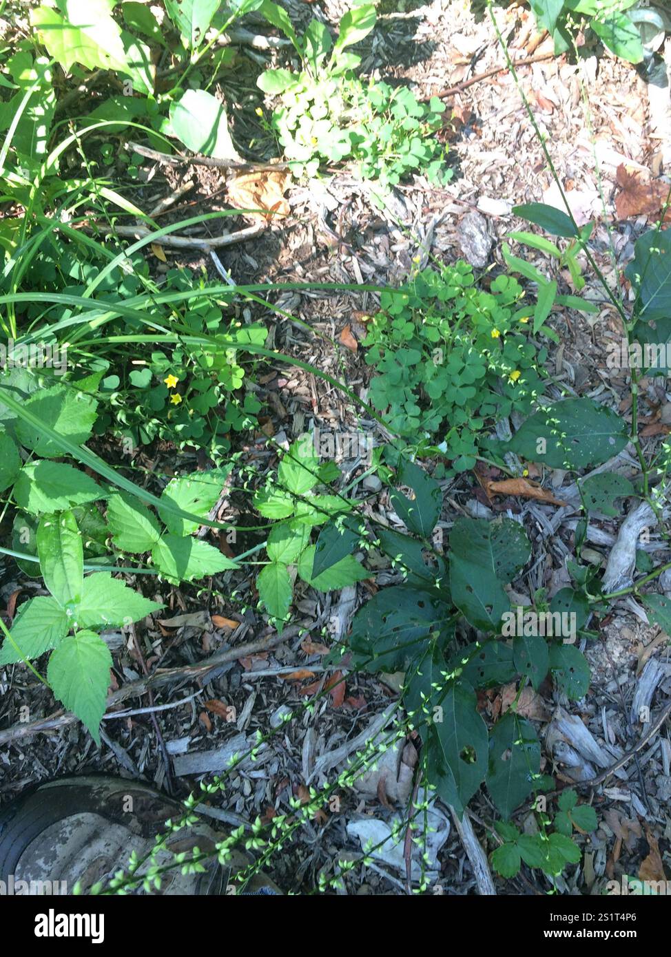 American jumpseed (Persicaria virginiana Stock Photo - Alamy