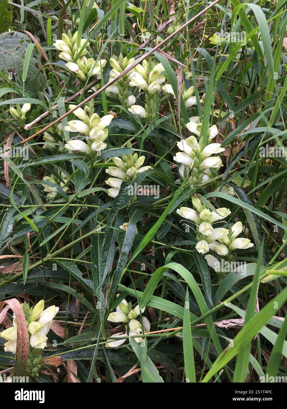 white turtlehead (Chelone glabra Stock Photo - Alamy