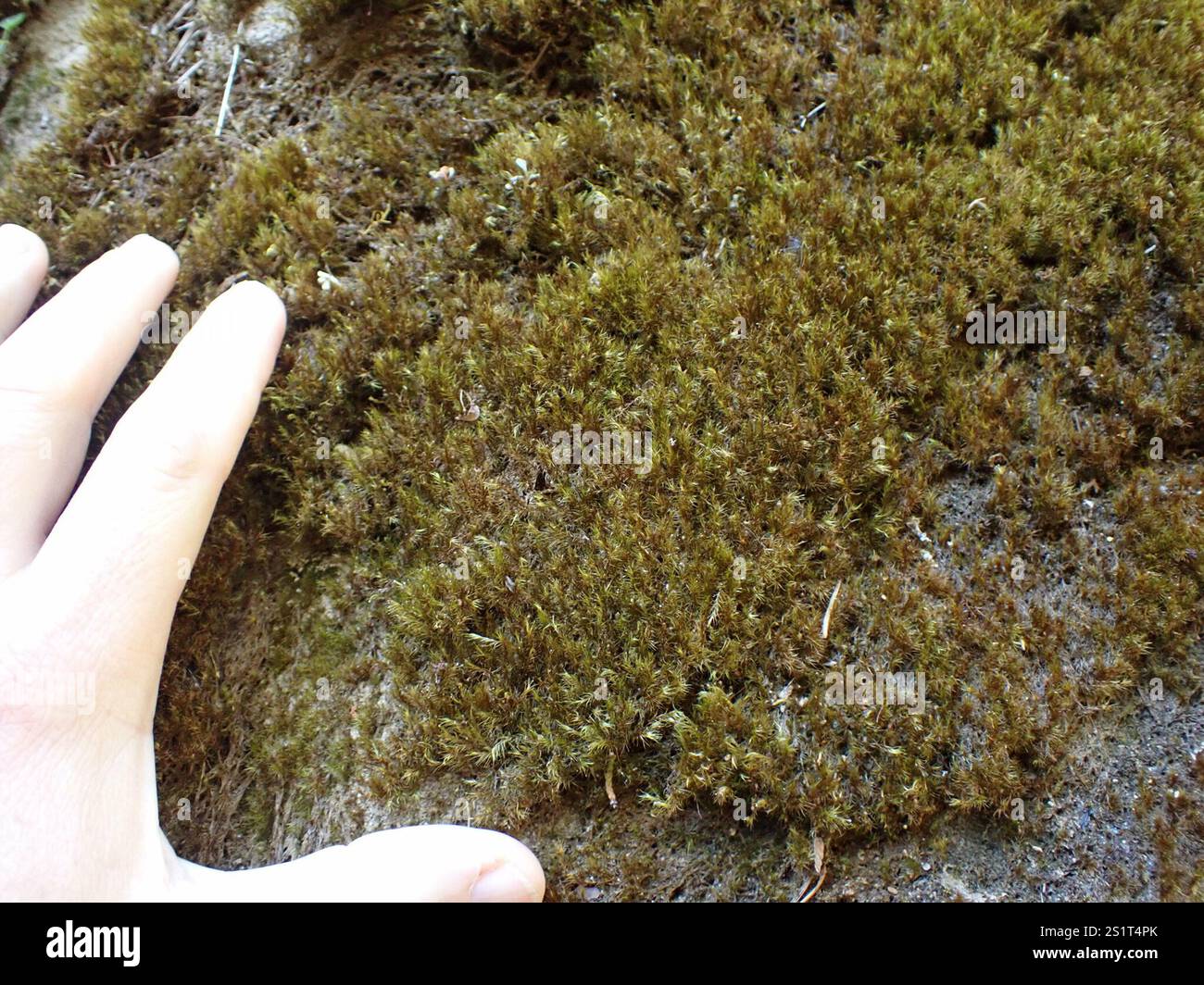 Sharp-leaved Blindia (Blindia acuta Stock Photo - Alamy