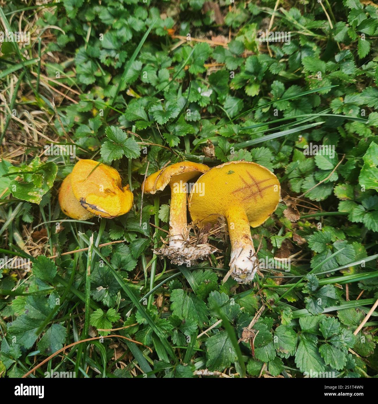 Chicken Fat Mushroom (Suillus americanus Stock Photo - Alamy