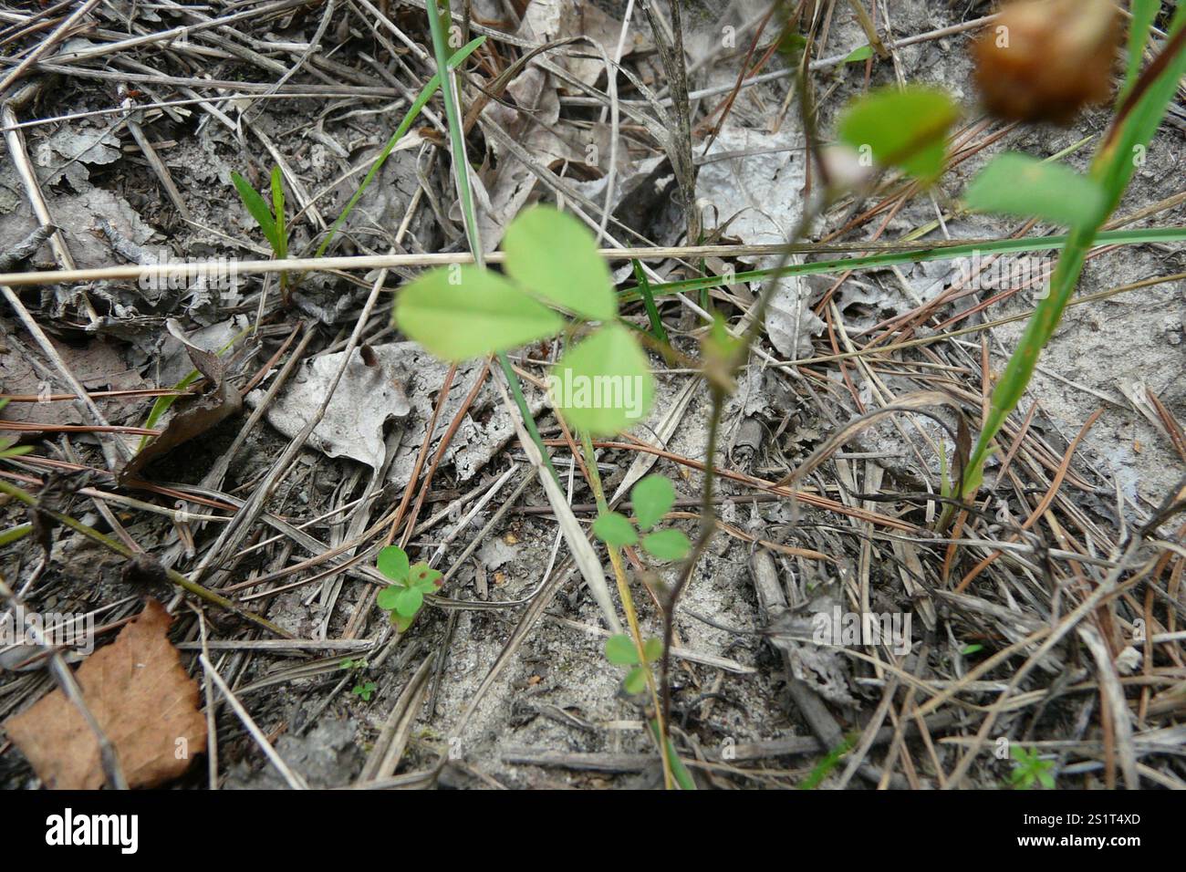hop trefoil (Trifolium campestre Stock Photo - Alamy