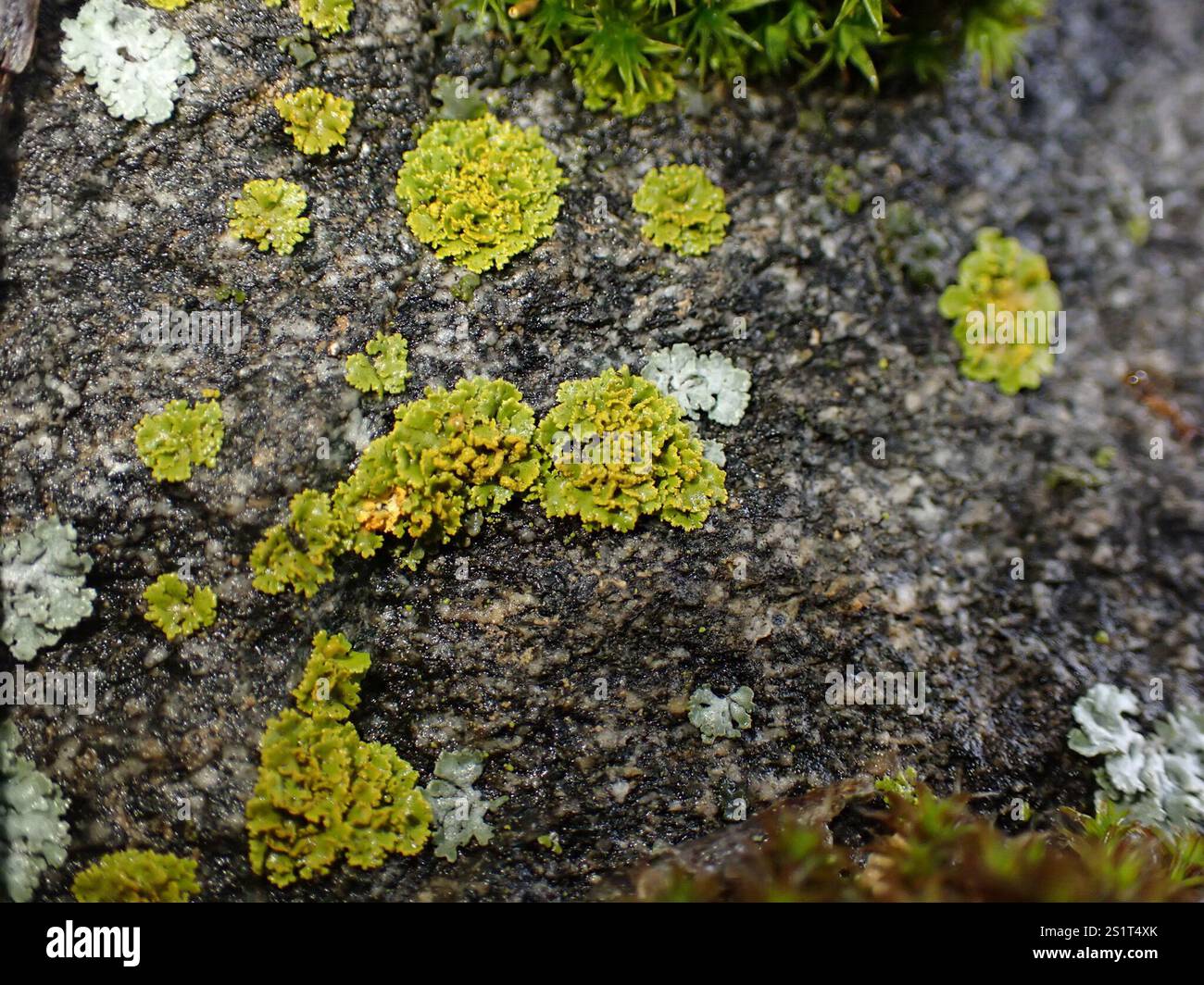 Candleflame Lichen (Candelaria concolor Stock Photo - Alamy