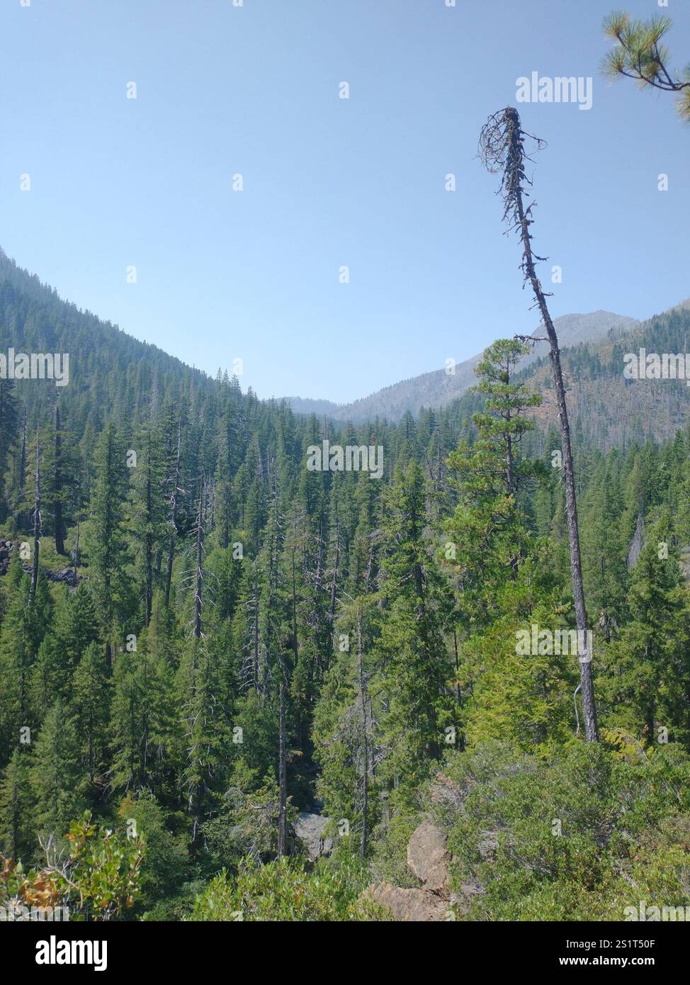 knobcone pine (Pinus attenuata Stock Photo - Alamy