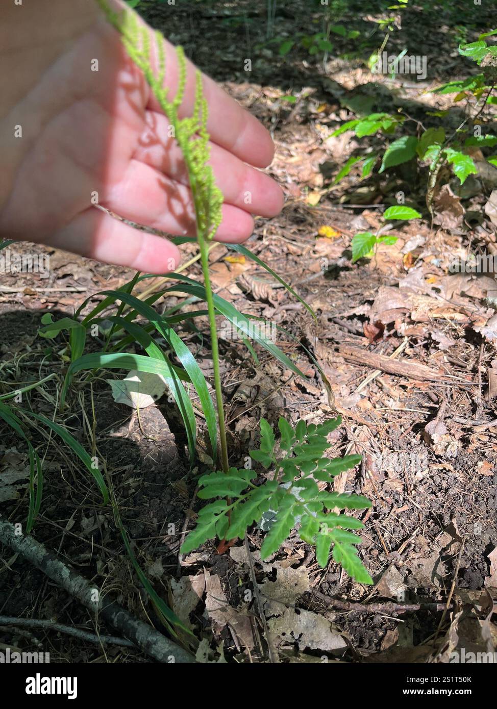 Cutleaf Grapefern (Sceptridium dissectum Stock Photo - Alamy