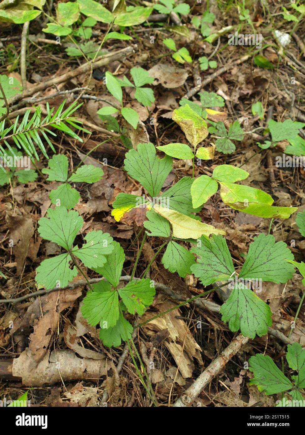 Appalachian barren-strawberry (Waldsteinia fragarioides Stock Photo - Alamy