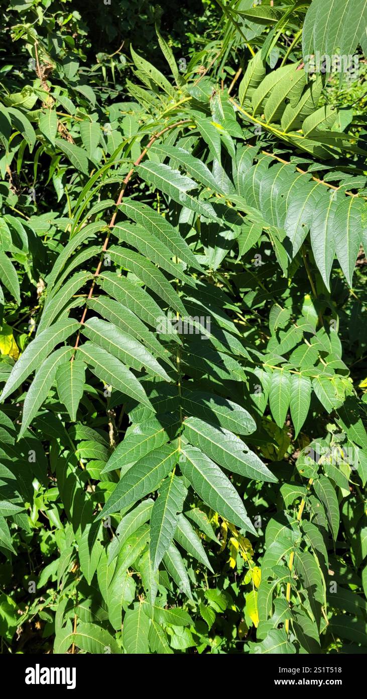 tree-of-heaven (Ailanthus altissima Stock Photo - Alamy