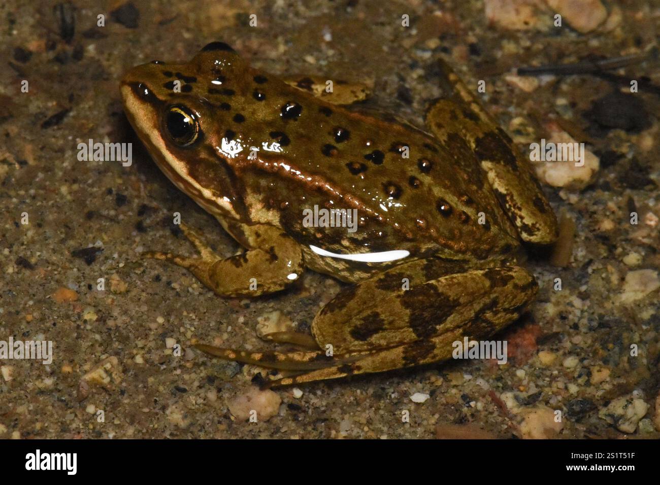 Columbia Spotted Frog (Rana luteiventris Stock Photo - Alamy