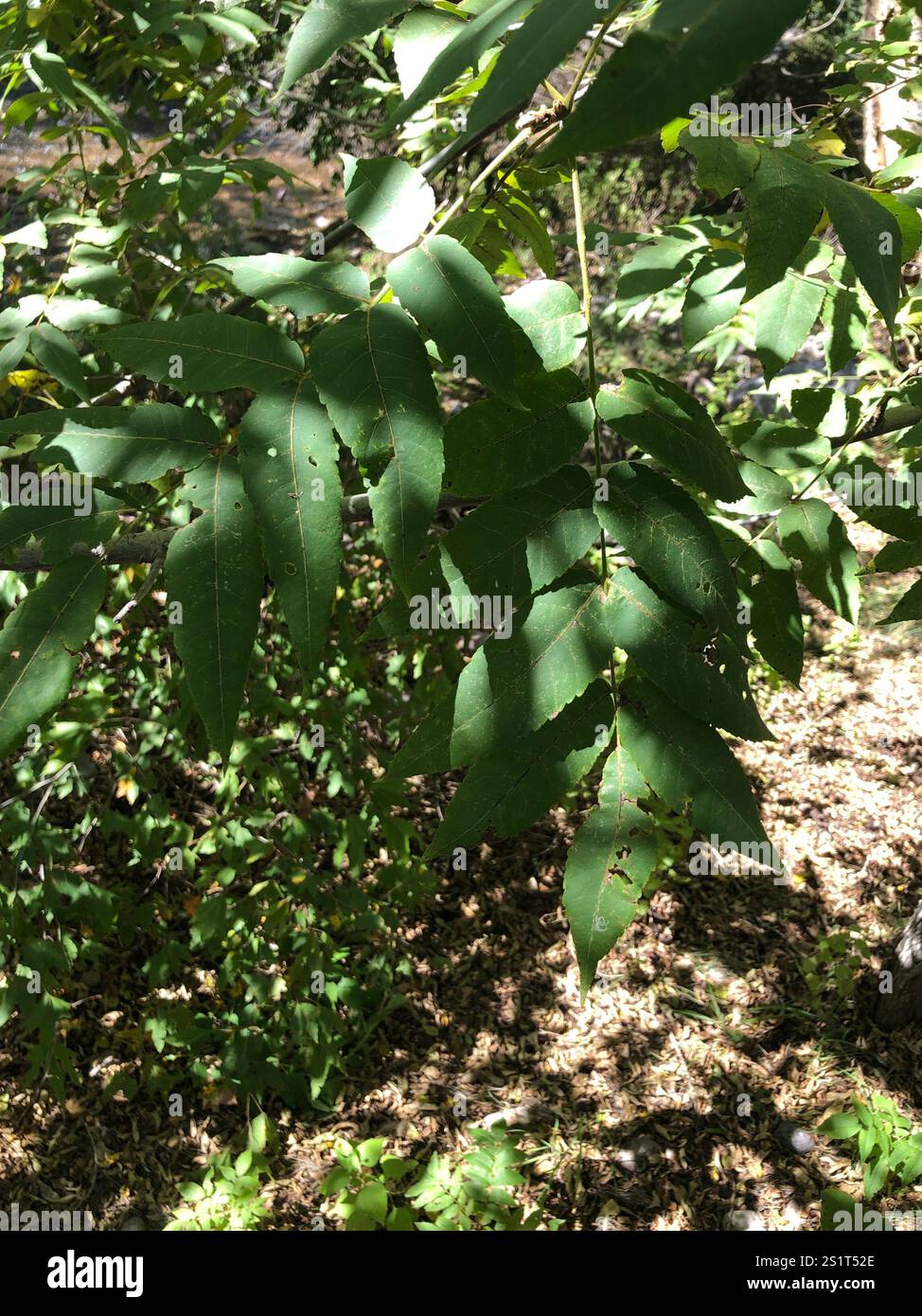 Arizona black walnut (Juglans major Stock Photo - Alamy