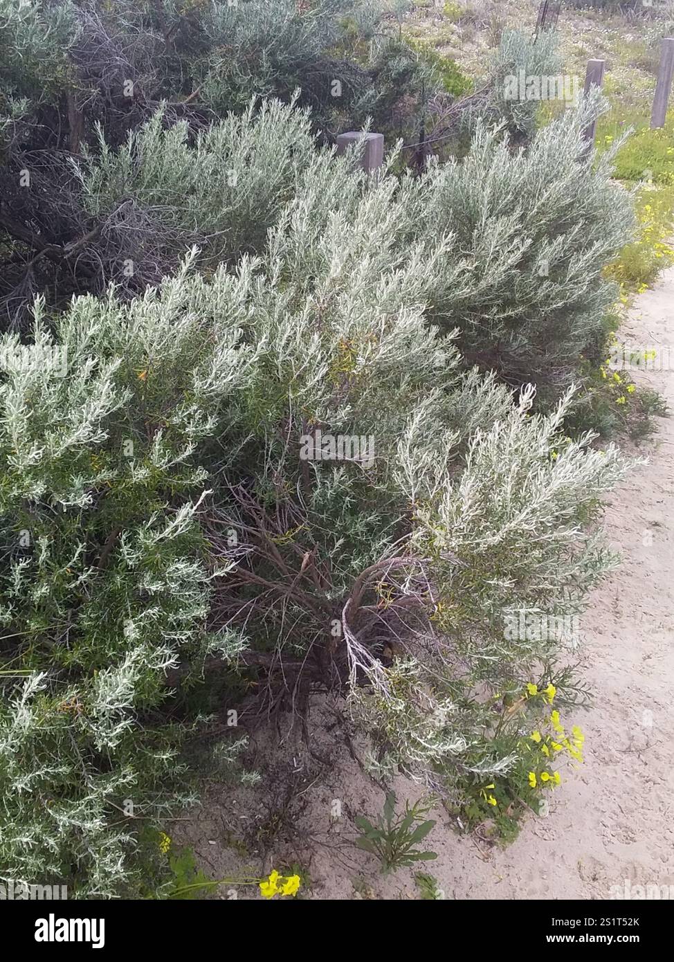 Coastal Daisy-Bush (Olearia axillaris Stock Photo - Alamy