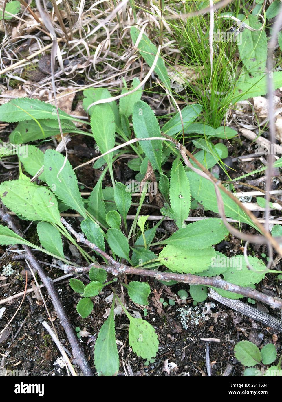balsam ragwort (Packera paupercula Stock Photo - Alamy