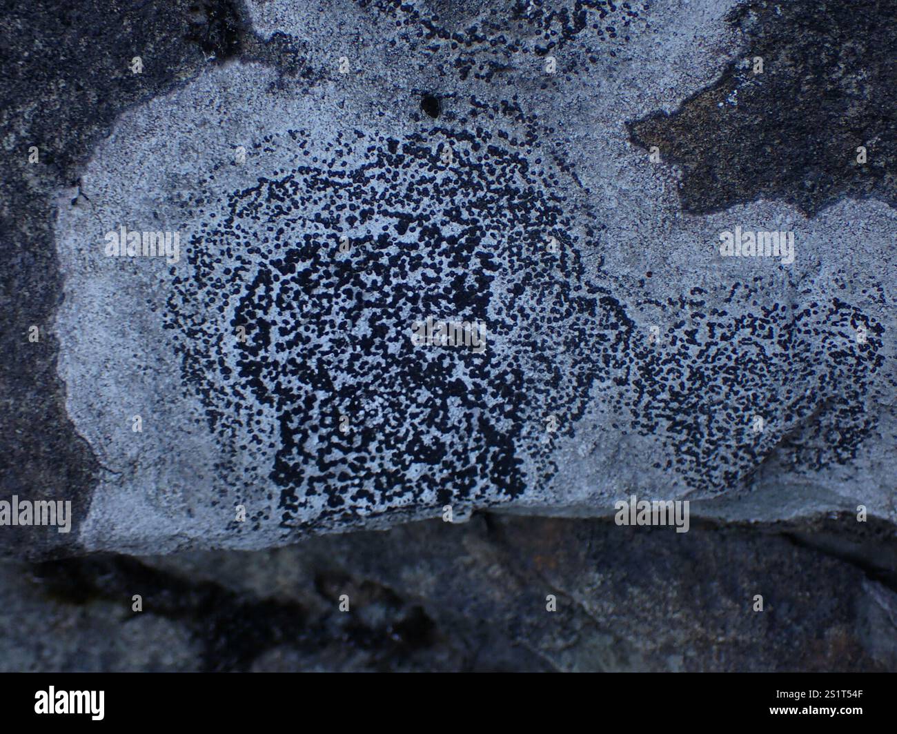 concentric boulder lichen (Porpidia crustulata Stock Photo - Alamy