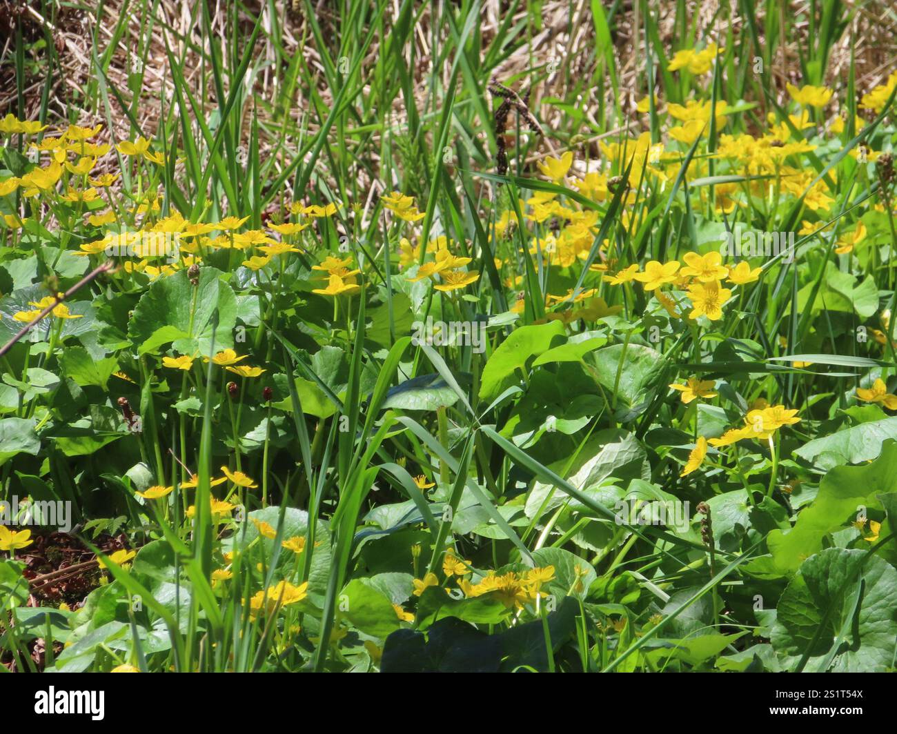 marsh marigold (Caltha palustris Stock Photo - Alamy