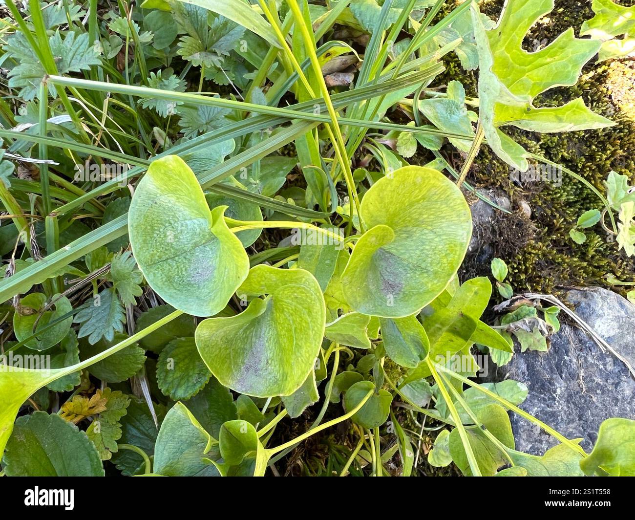 Fringed Grass of Parnassus (Parnassia fimbriata Stock Photo - Alamy