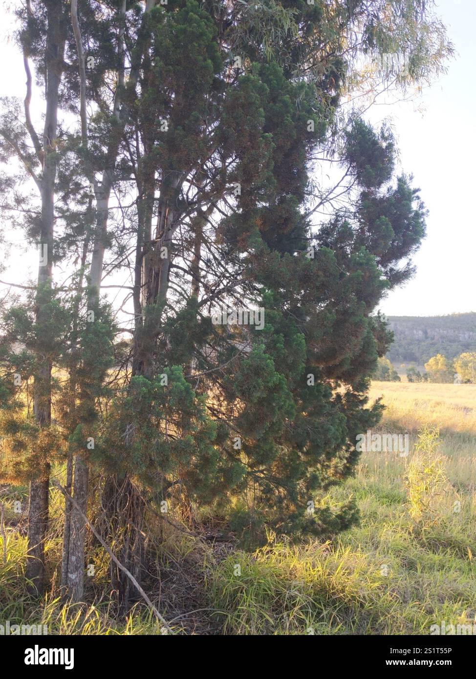 Coastal Cypress Pine (Callitris columellaris Stock Photo - Alamy