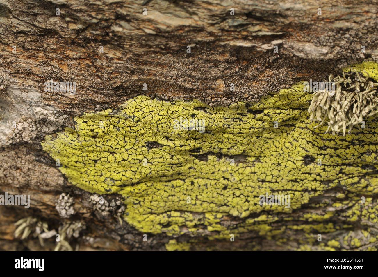 yellow map lichen (Rhizocarpon geographicum Stock Photo - Alamy