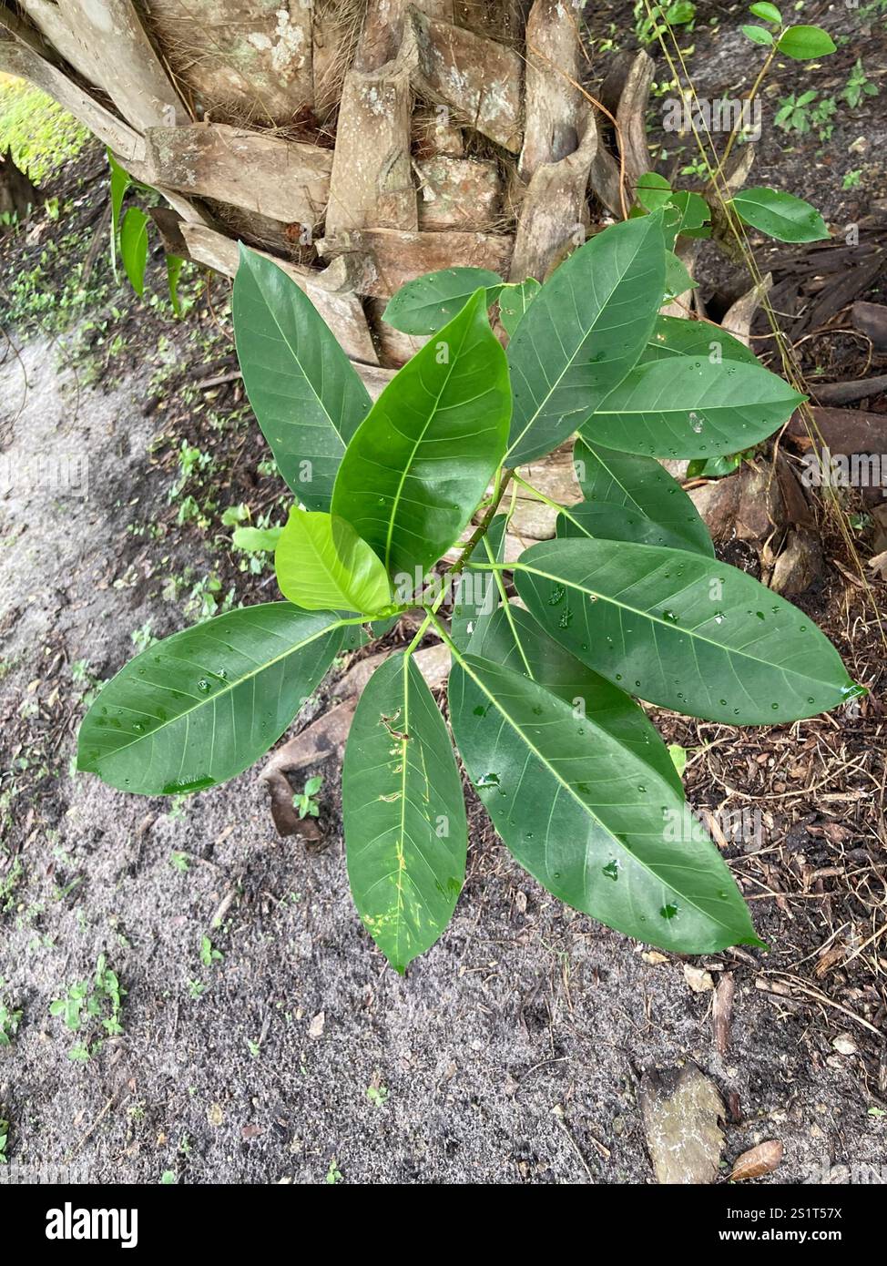 Florida Strangler Fig (Ficus aurea Stock Photo - Alamy
