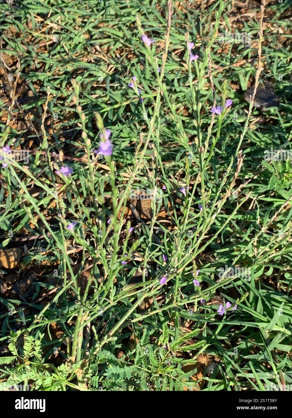 Texas vervain (Verbena halei Stock Photo - Alamy