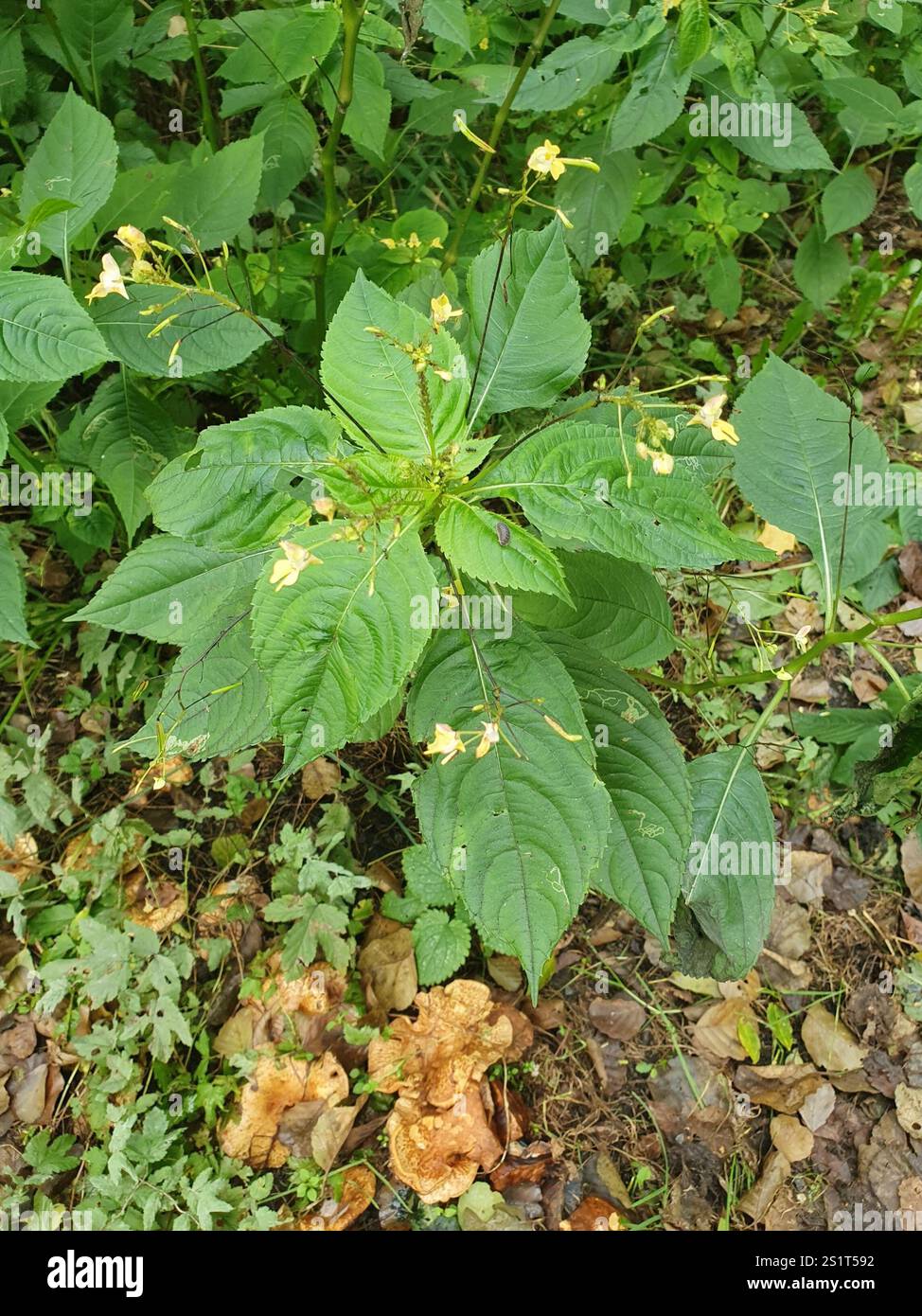 small balsam (Impatiens parviflora Stock Photo - Alamy