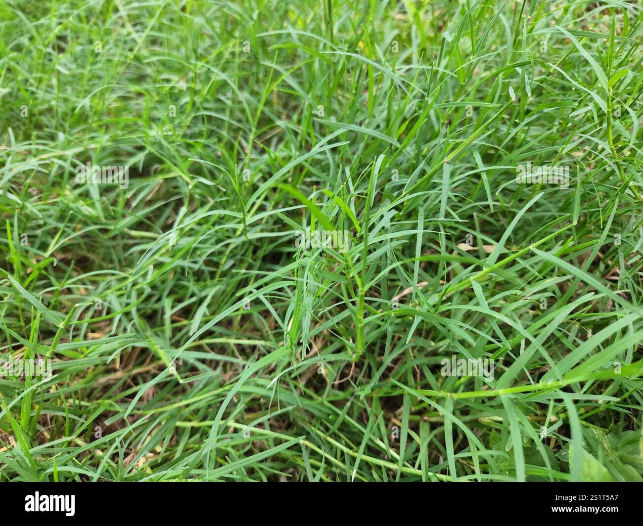 Bermuda grass (Cynodon dactylon Stock Photo - Alamy