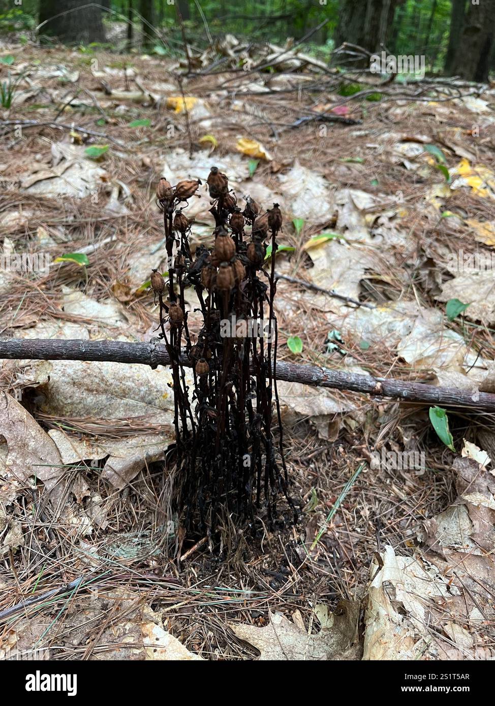 Ghost Pipe (Monotropa uniflora Stock Photo - Alamy