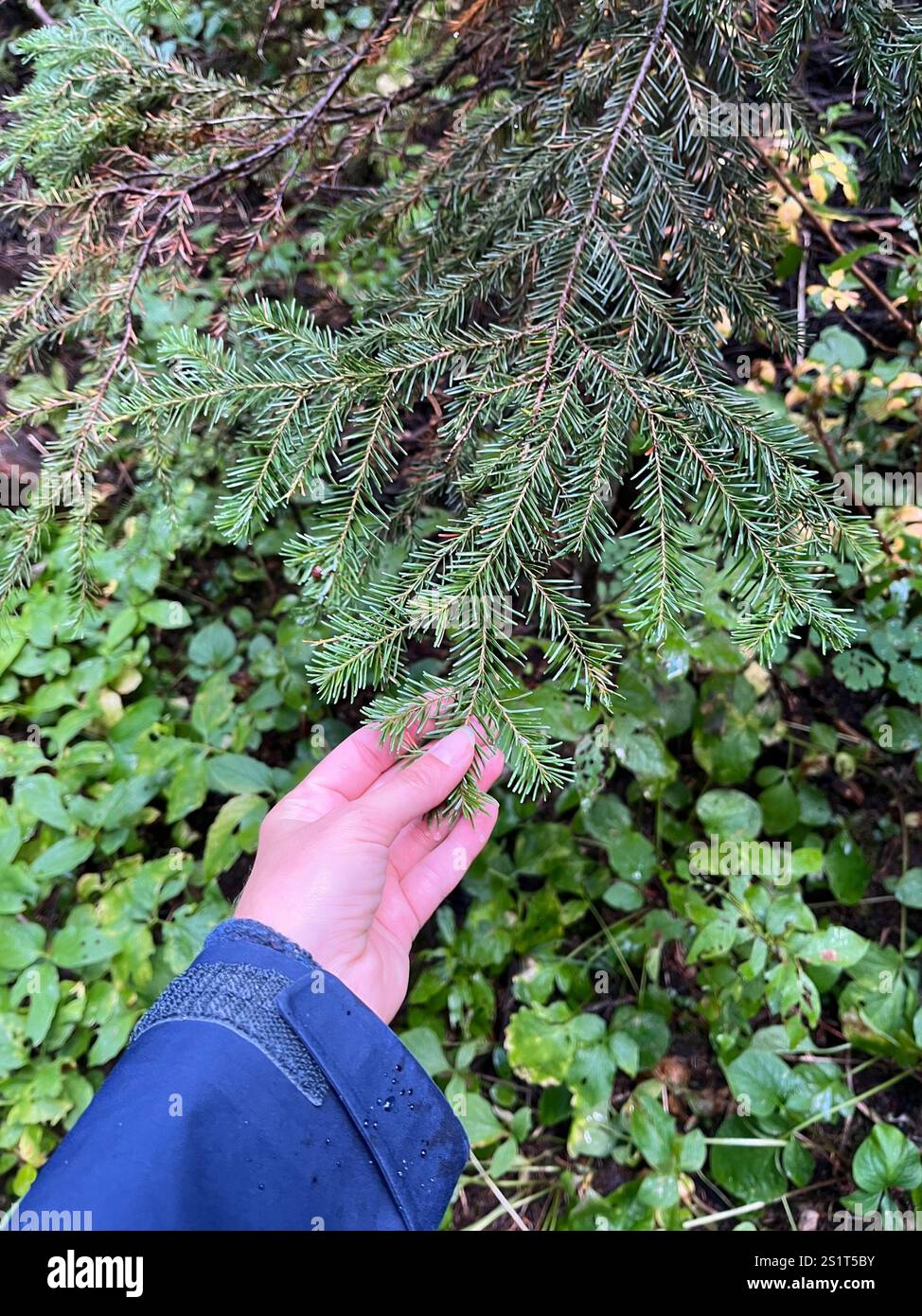 subalpine fir (Abies lasiocarpa Stock Photo - Alamy