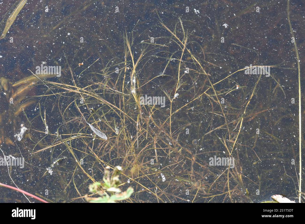 pondweed family (Potamogetonaceae Stock Photo - Alamy
